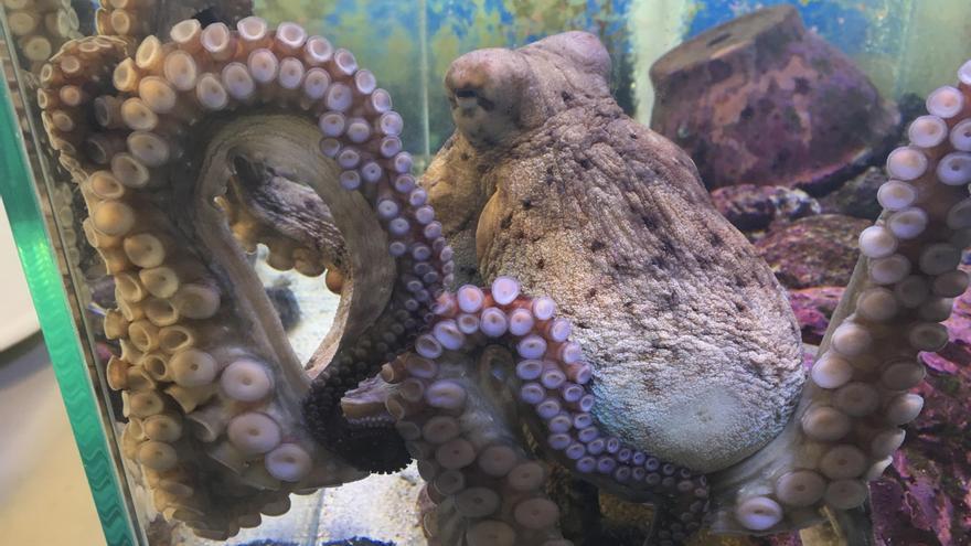 Capturan por primera vez la actividad cerebral de pulpos despiertos y ...