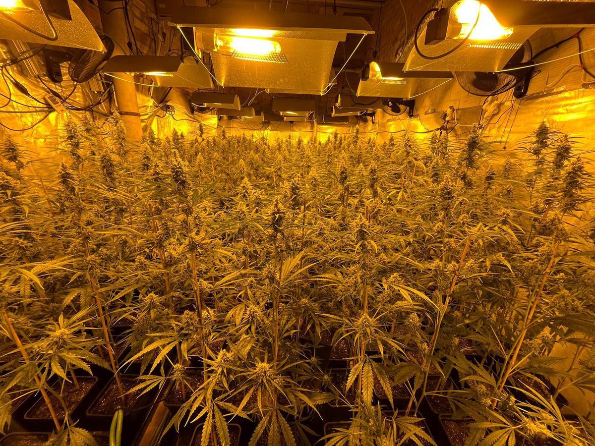 Un detenido por tener más de 750 plantas de marihuana en dos plantaciones 'indoor' en Torrelameu ...