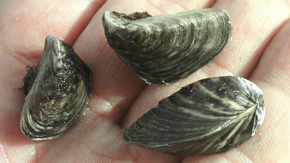 El mejillón cebra, peligrosa especie invasora, se apodera de los ríos ...