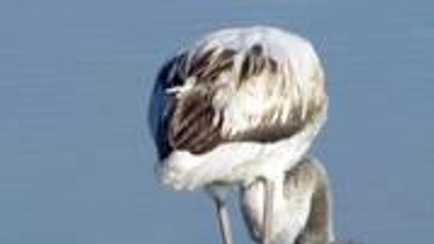 Las Salinas de Calp, un frágil espejo de biodiversidad