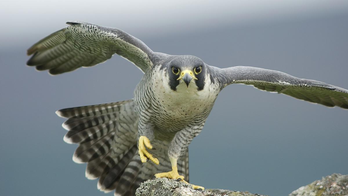 Halcón peregrino: una bala voladora a casi 400 km/h - Información