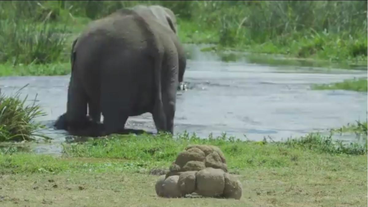 La BBC usa una caca móvil para grabar un documental de animales