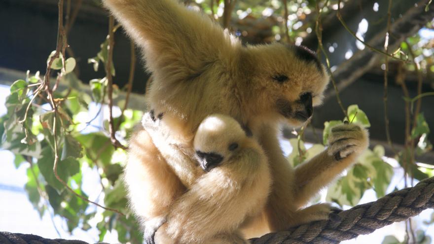 Nueva cría en el Zoo de Córdoba: los gibones de mejillas blancas ...