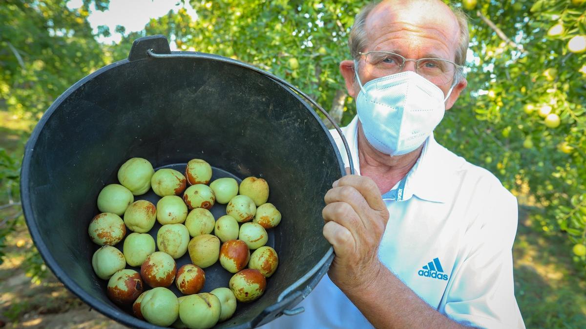 El jinjolero, un árbol de secano tradicional en huertos familiares, da ...