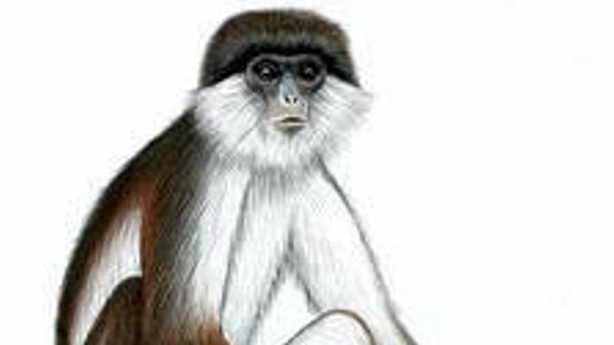 Los 25 primates más amenazados del mundo