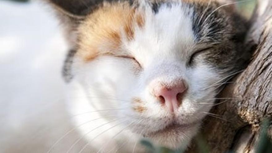 Los gatos también sienten la soledad - Información