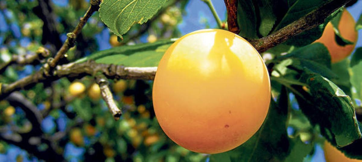Simply Fosh: So gesund ist süß sonst selten