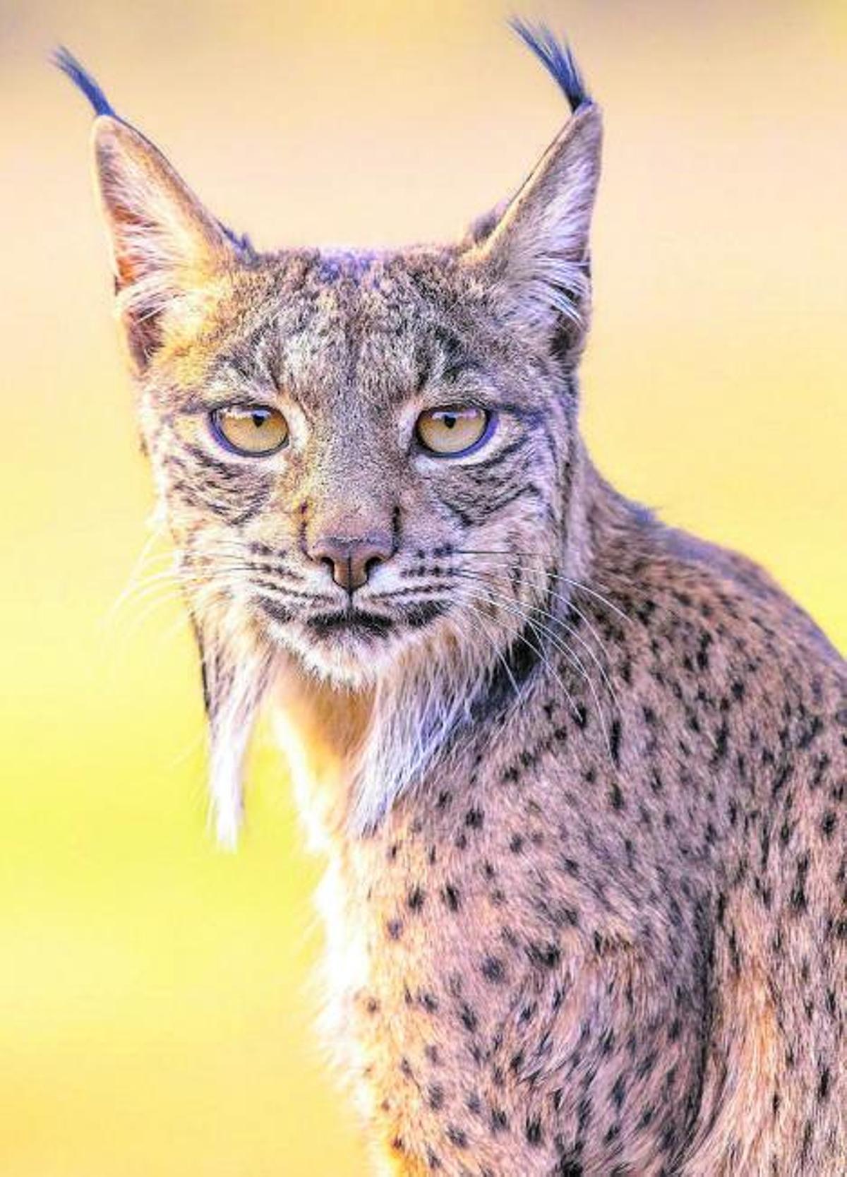 Espanya salva el linx