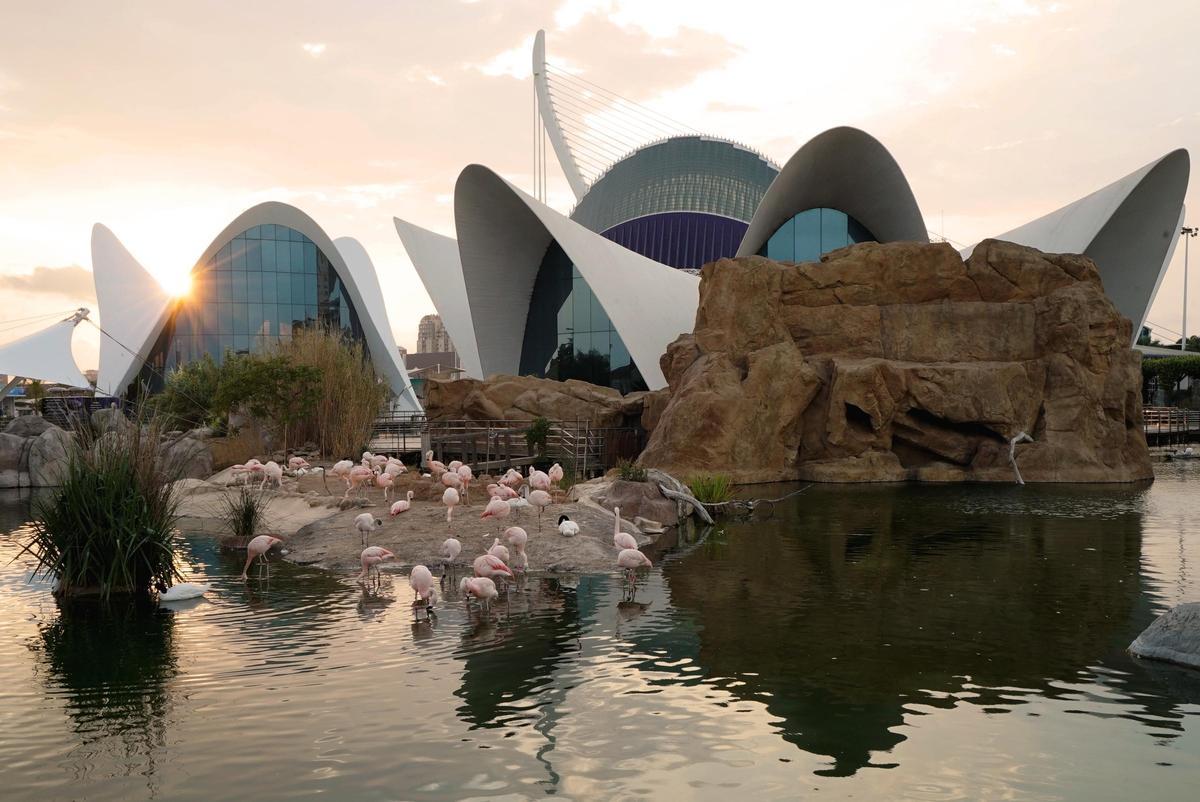 València se abre al océano a través del arte, la ciencia y la cultura