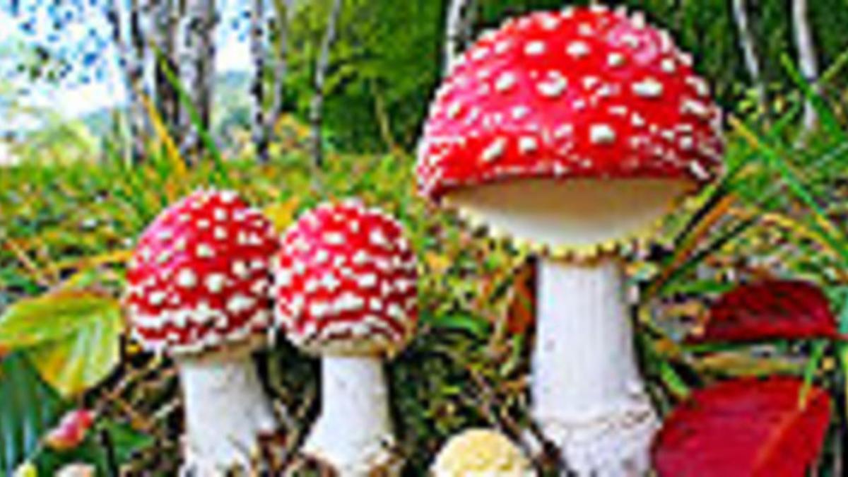 'Bolets' tóxicos llevan al hospital a cinco personas - El Periódico