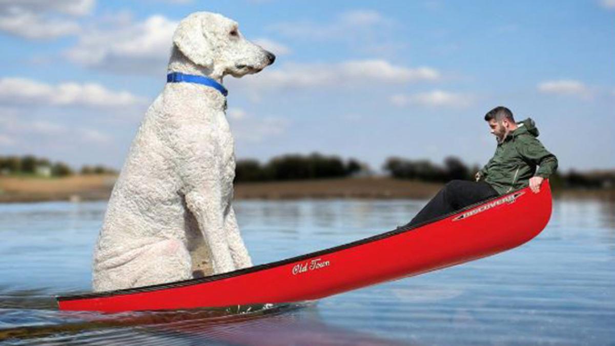 Juji, el perro gigante que triunfa en Instagram