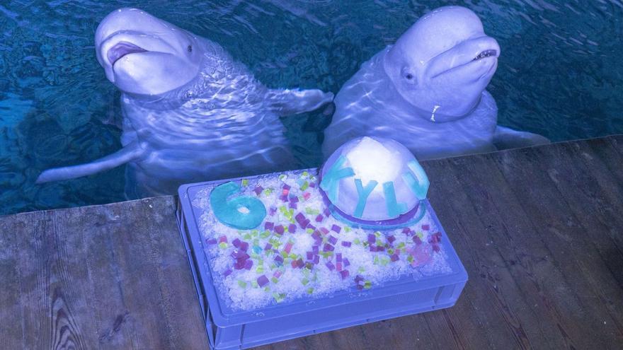 Els sis anys de Kylu, la beluga de l’Oceanogràfic