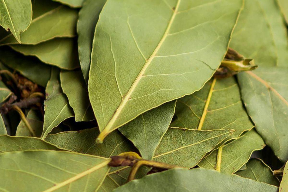Así funciona el truco de la hoja de laurel para para quitarte años de ...