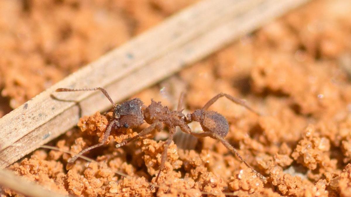 Así son las increíbles hormigas que crean huertos donde cultivan hongos ...