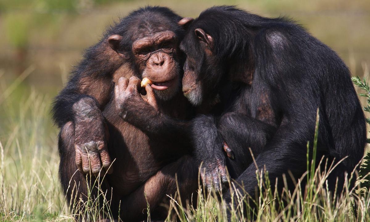 GRANDES SIMIOS | ¿Se comunican los chimpancés de forma similar a los ...