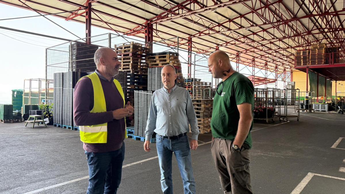 La Palma impulsa la producción local de pimienta palmera para elaborar ...