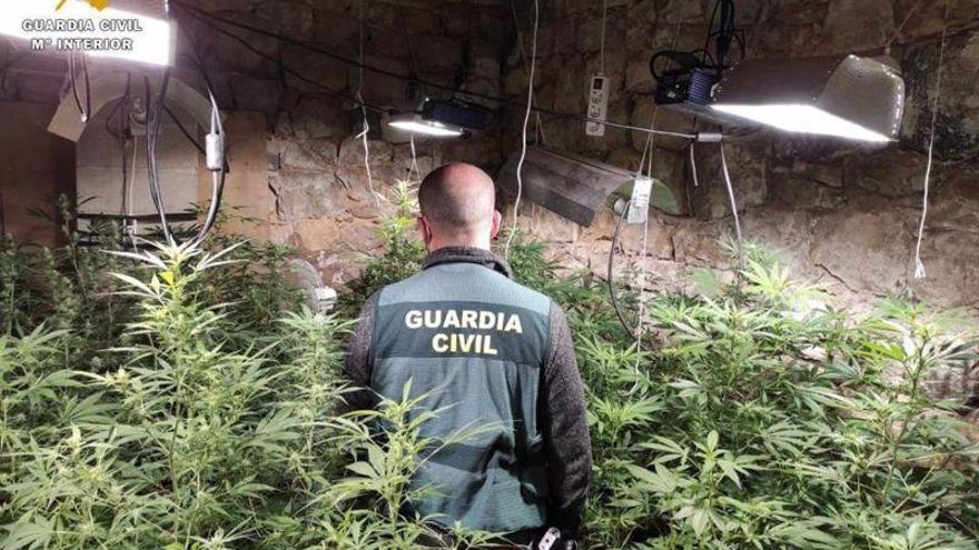 La Guardia Civil incauta más de 200 plantas de marihuana y detiene a dos personas en Nonaspe