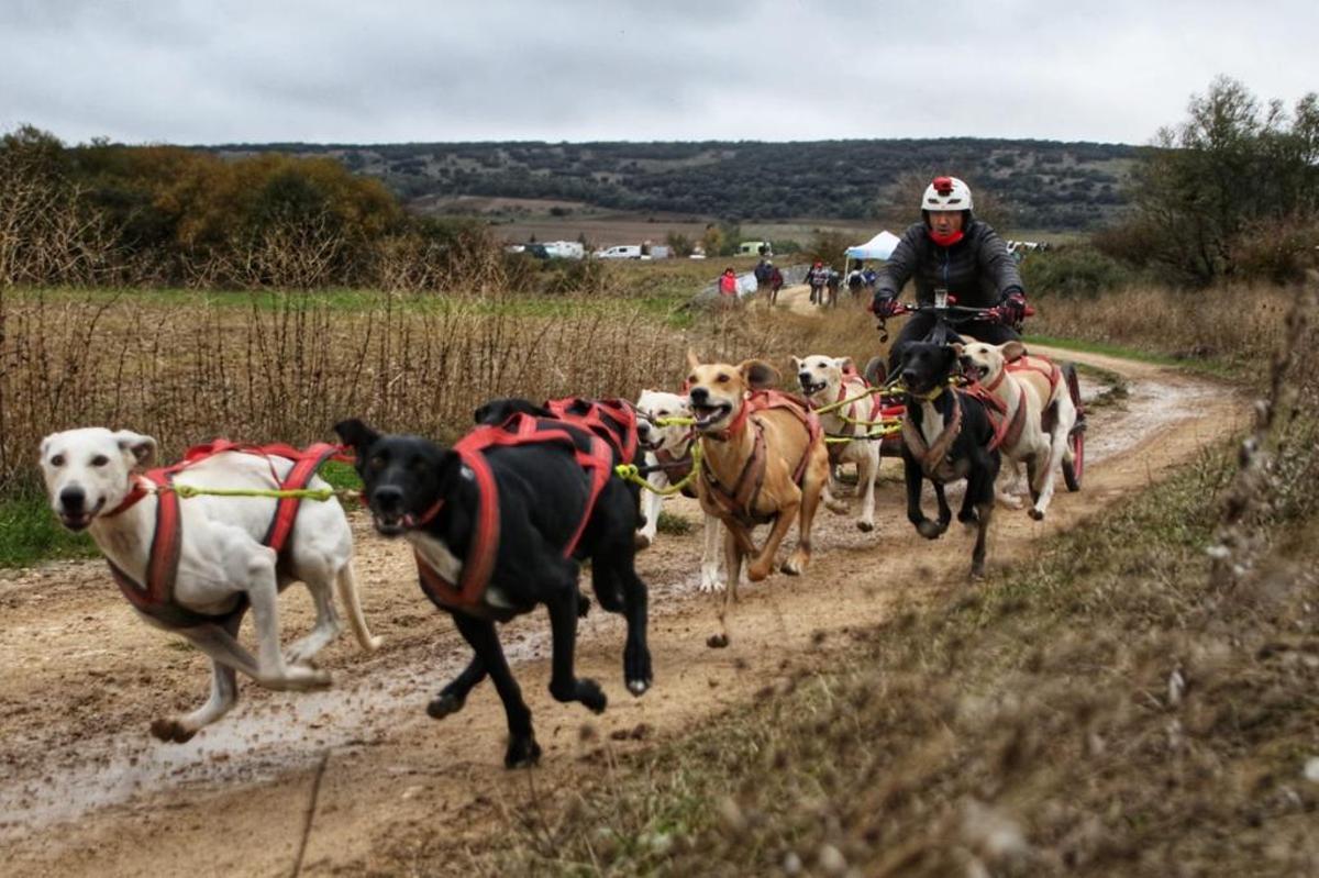 Cuatro valencianos compiten en el primer Mundial de 'Mushing' en España