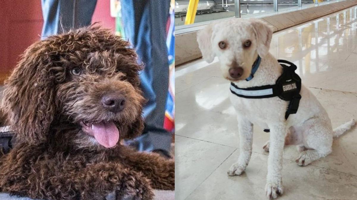 ACCIDENTE TRENES ADAMUZ | Junco y Enzo, los dos agentes K-9 de la ...