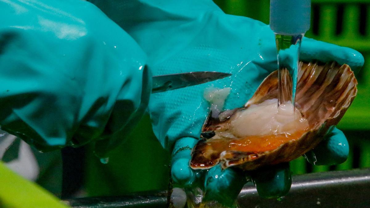 Opinión de Antonio Figueras: Los ojos de las vieiras: un molusco con ...