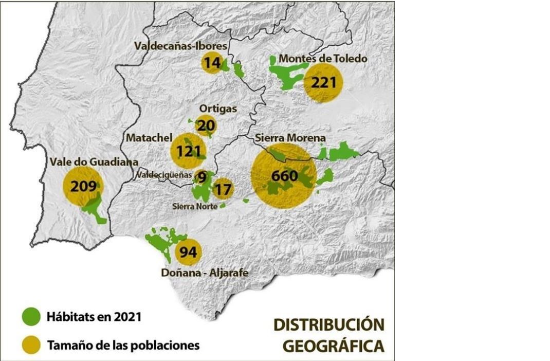 España logra salvar el lince ibérico - Información