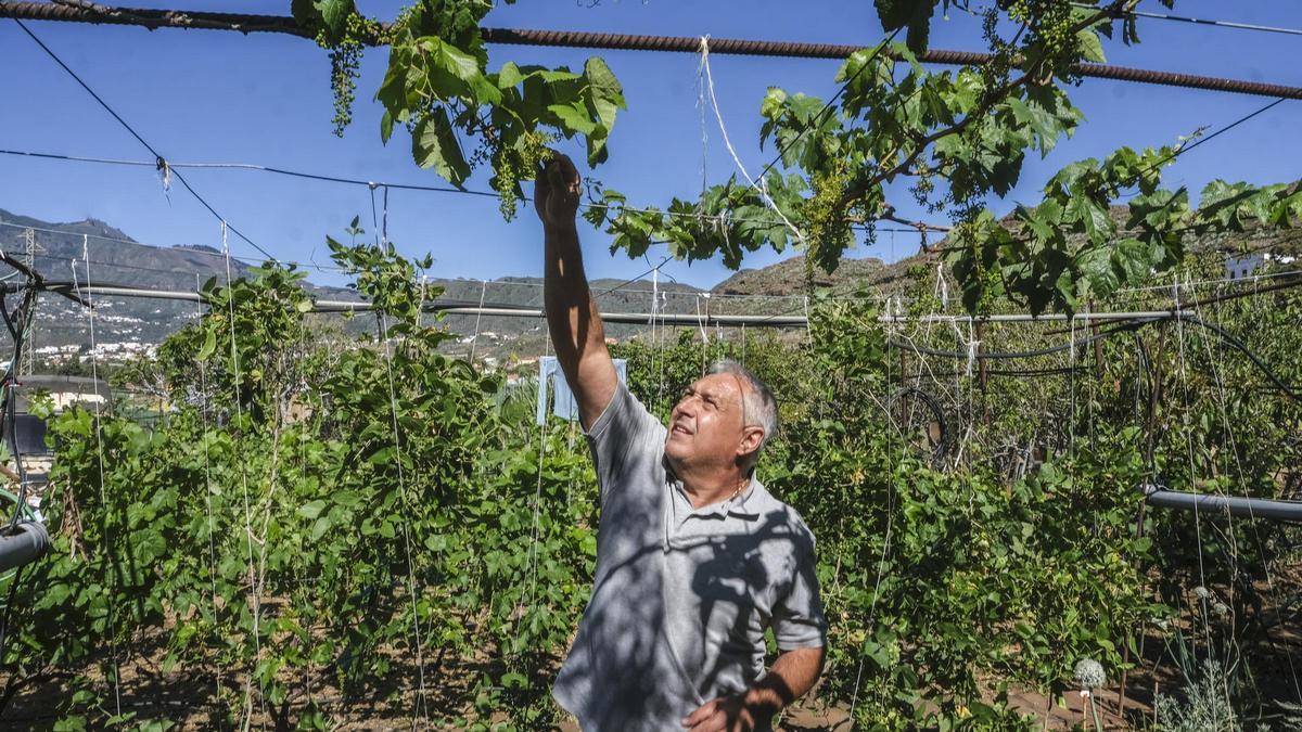 VINO VALSEQUILLO FRANCISCO ROBAINA: El vino de Valsequillo pide paso
