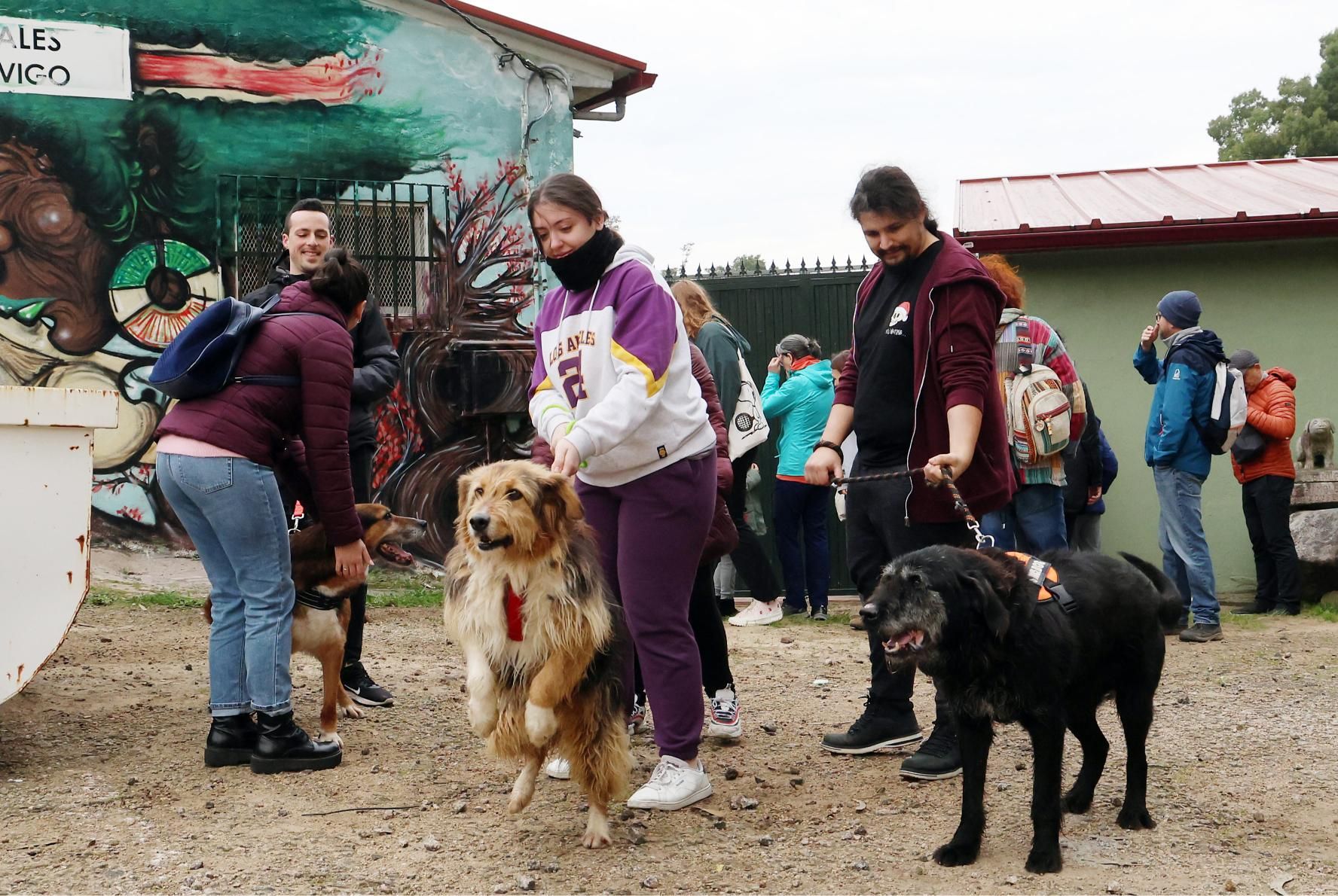 PASEO DE PERROS PERRERA VIGO: Un paseo de esperanza para los perros de ...