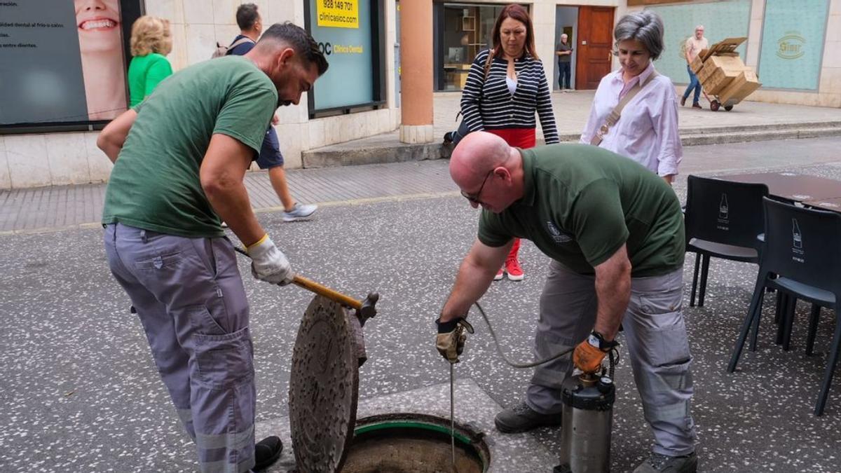 2.816 actuaciones y un 41% más: así fue el control de plagas en Las ...