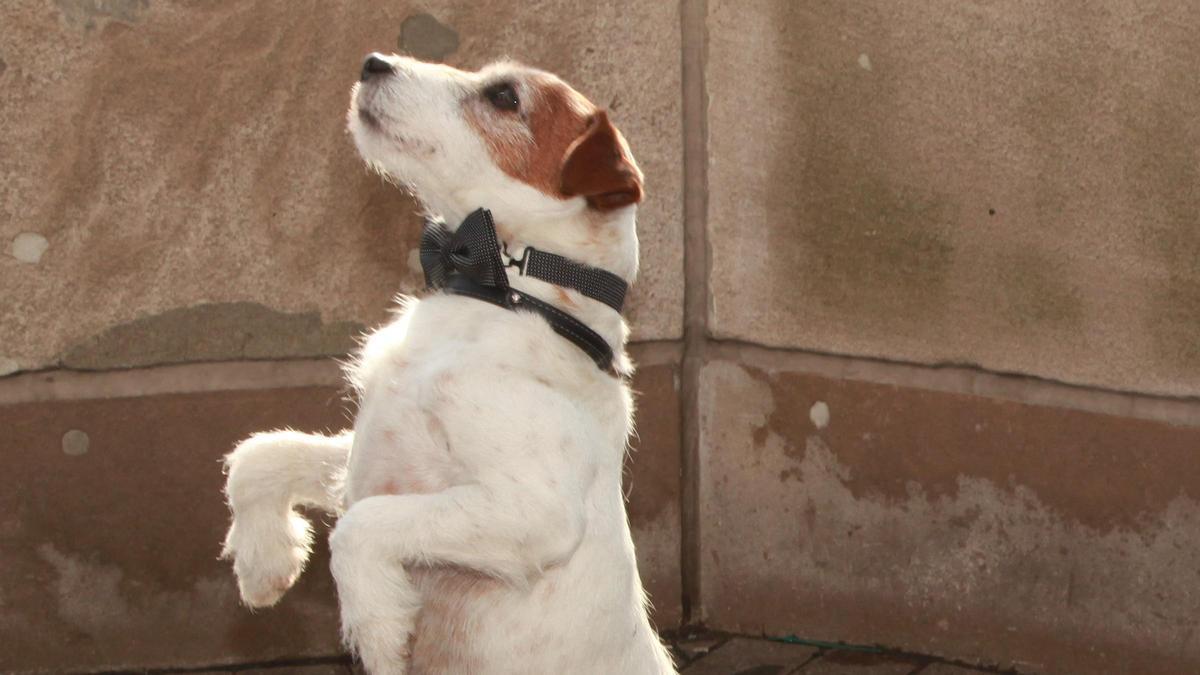 La historia de Finney, el perro que sobrevivió 10 semanas solo en la ...