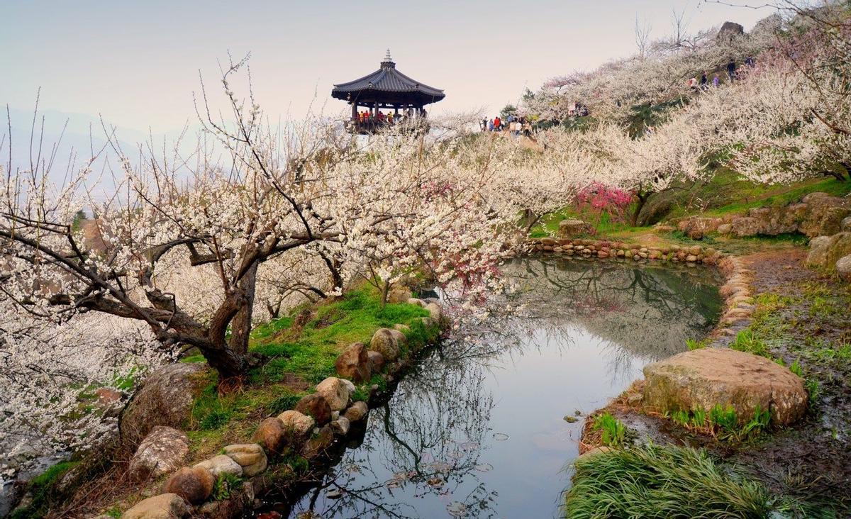 Corea del Sur: cuatro flores, cuatro colores, cuatro paisajes ...