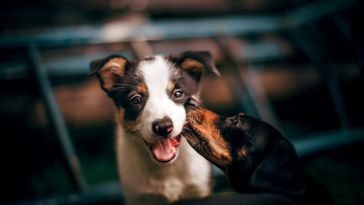 PERROS | No solo son besitos: estos son los curiosos motivos por los que tu perro te lame