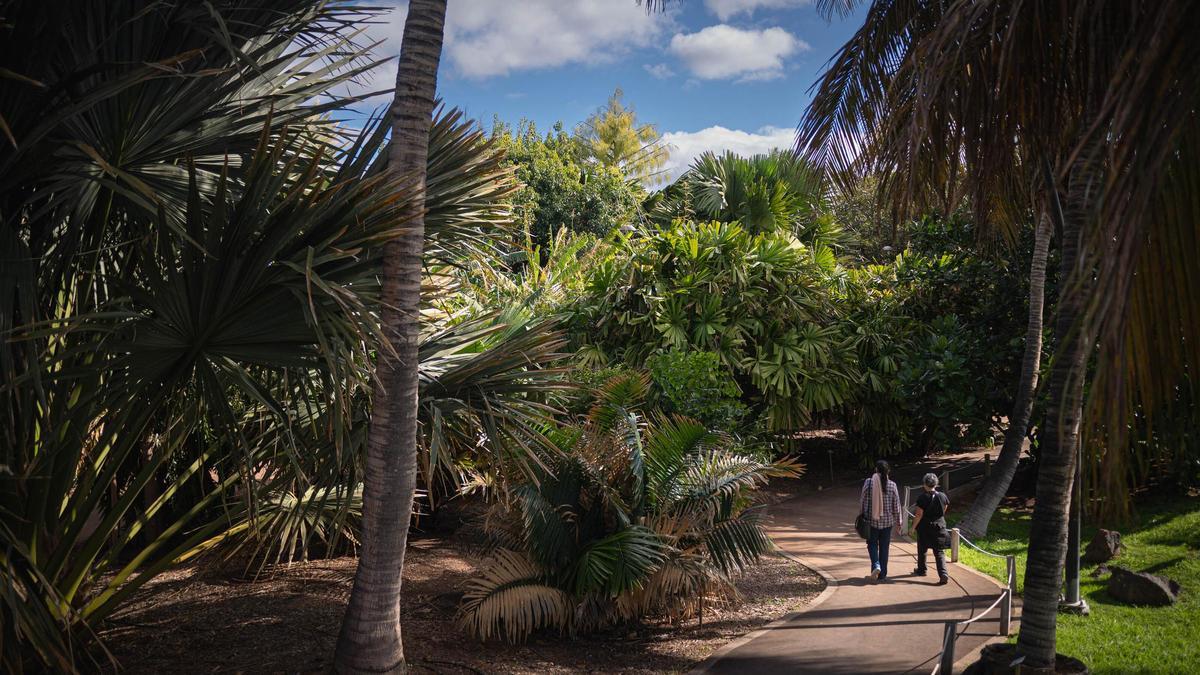 SANTA CRUZ DE TENERIFE ESPECTÁCULO ÚNICO EUROPA FLORACIÓN PALMERA ...