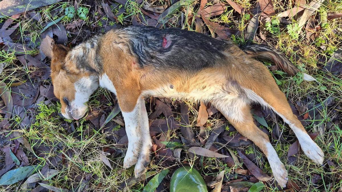 LOBOS | Chisco Lema, veterinario experto en lobos: "Hay manadas ...