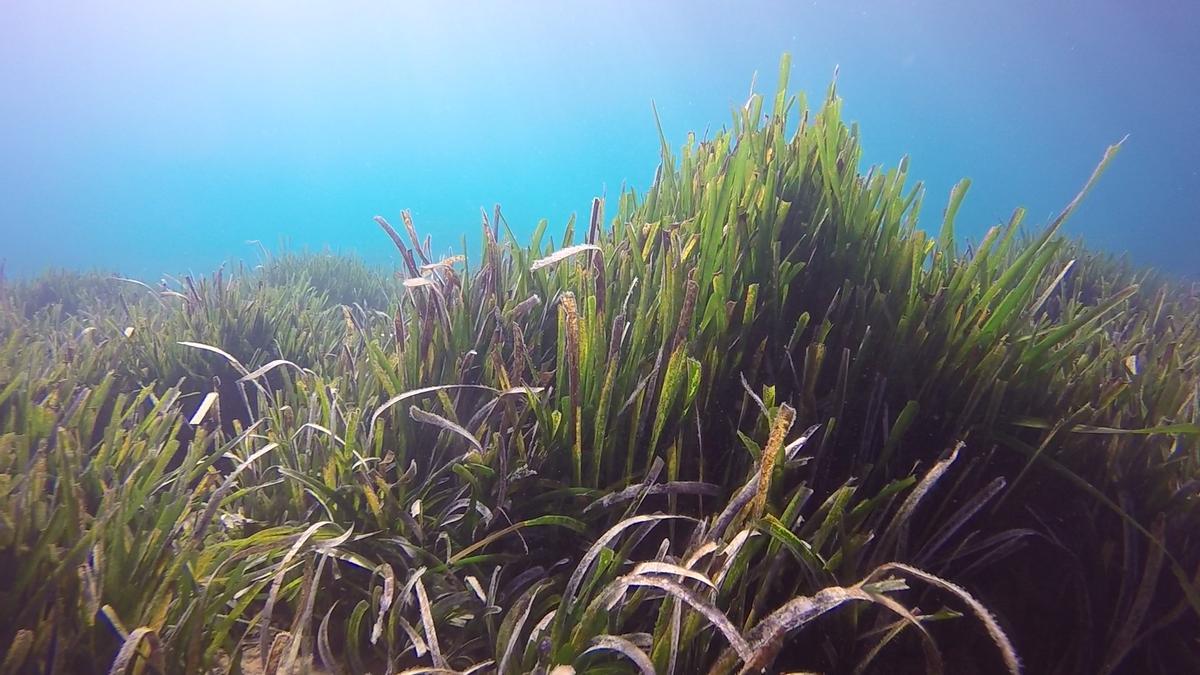 Gandia quiere tener una pradera de posidonia y convertirse en el ...