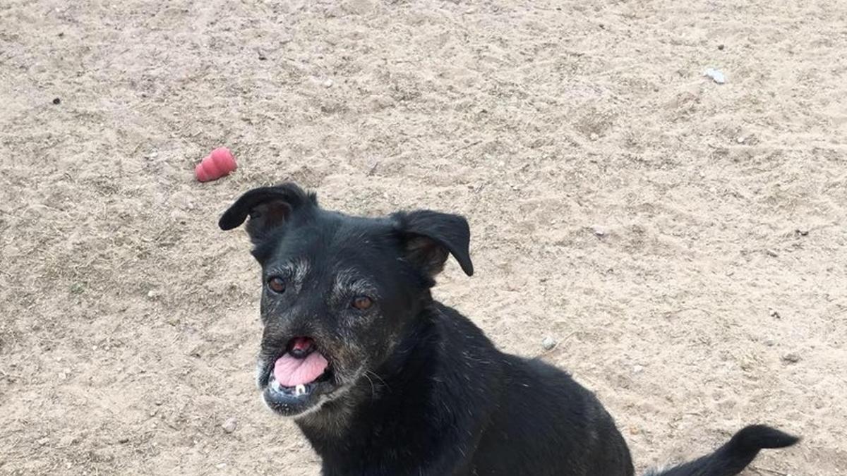 Anubis, el perro que recorrió el mundo para que le adoptaran