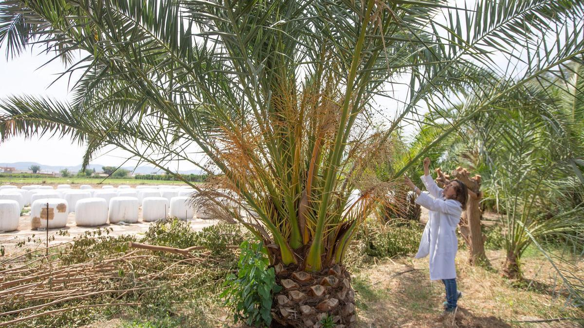 El arca de Noé de las palmeras de la Comunidad Valenciana