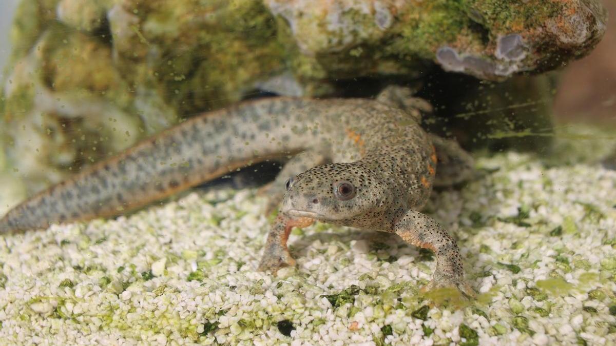 El gallipato ya se reproduce en las montañas de Alzira