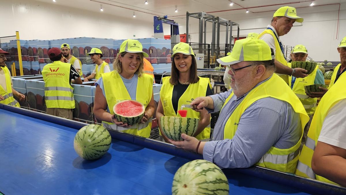 Melón y sandía en la Región de Murcia | La producción aumenta en la ...