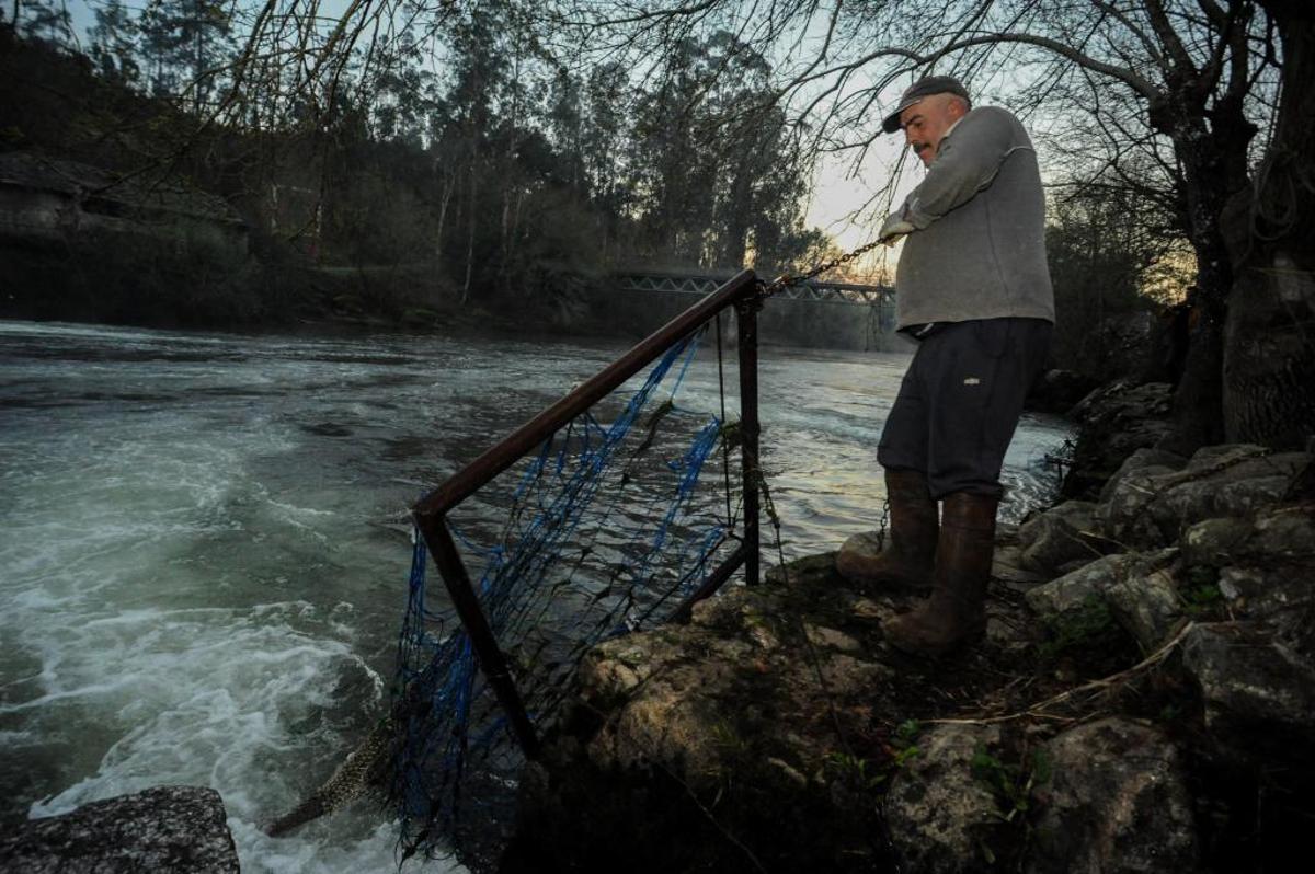 Los romanos tampoco pescarían lamprea