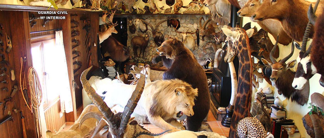 Condenado a un año y medio de cárcel por vender desde Mallorca animales ...