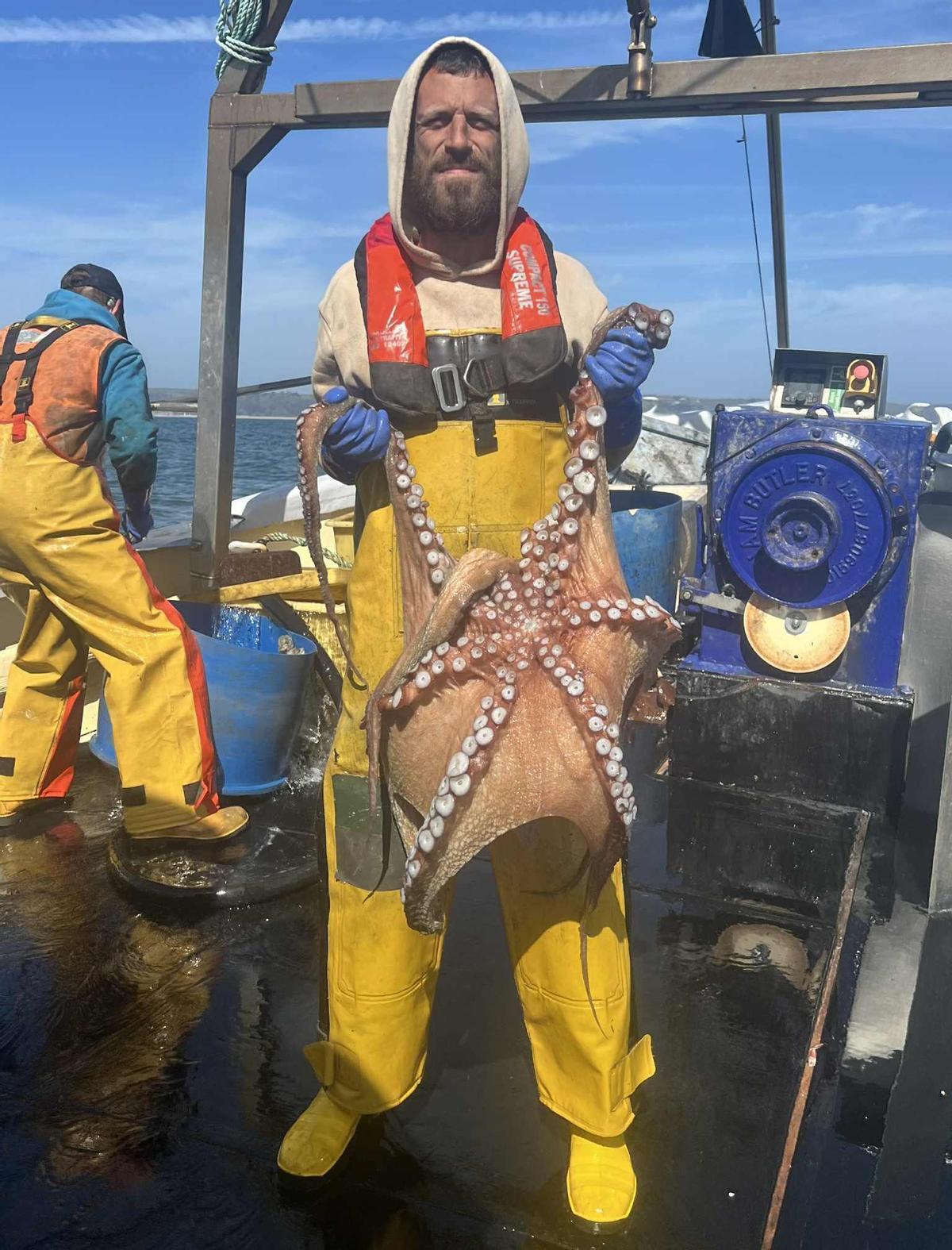 Una proliferación de pulpo «Octopus vulgaris» preocupa en el suroeste ...