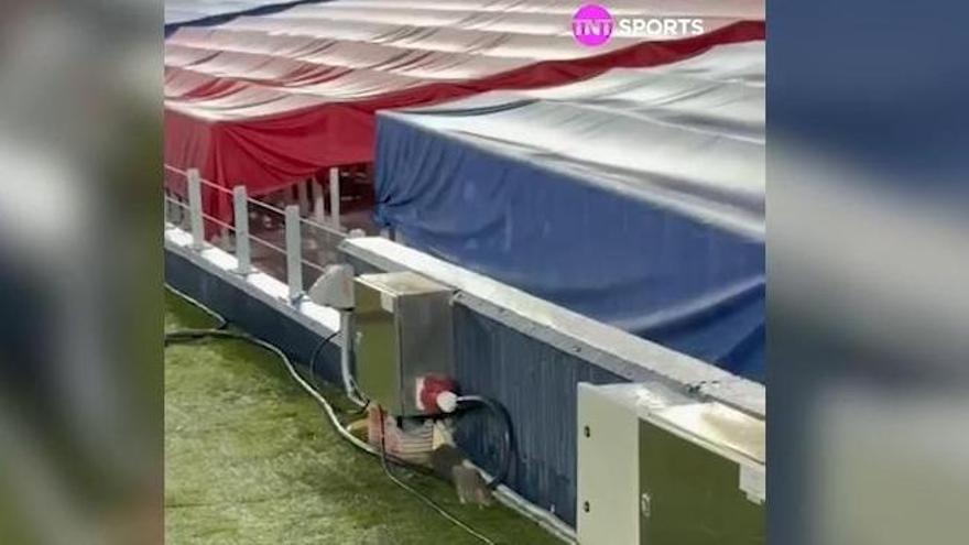El vídeo viral de una rata en el Camp Nou