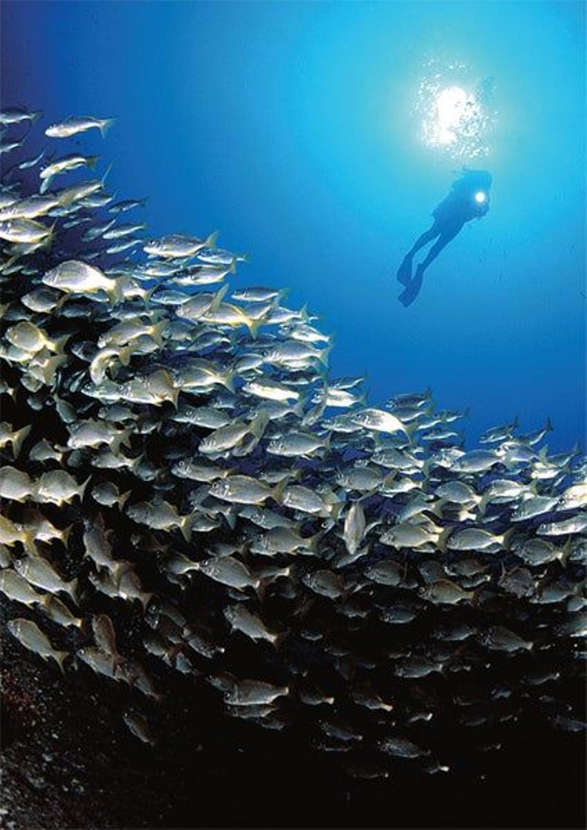 Diversidad en la naturaleza - Viajar